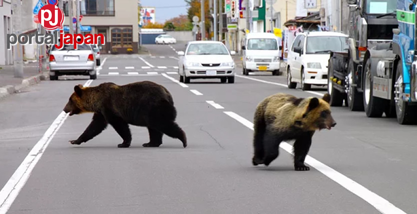 Warning after four people killed in bear attacks in Japan - Portal Japan