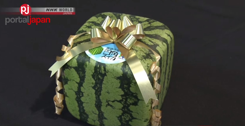 Square watermelons shipped in western Japan - Portal Japan