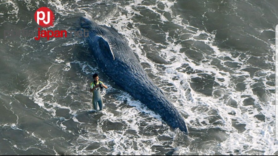Patay na balyena nakita sa dalampasigan ng isang beach sa prepektura ...
