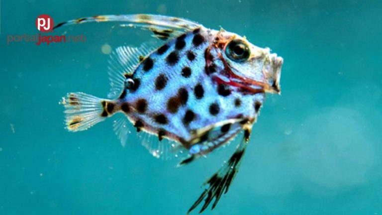 Rare Mirror Dory Fish, umangat sa pampang sa bayan ng Shizuoka - Portal ...