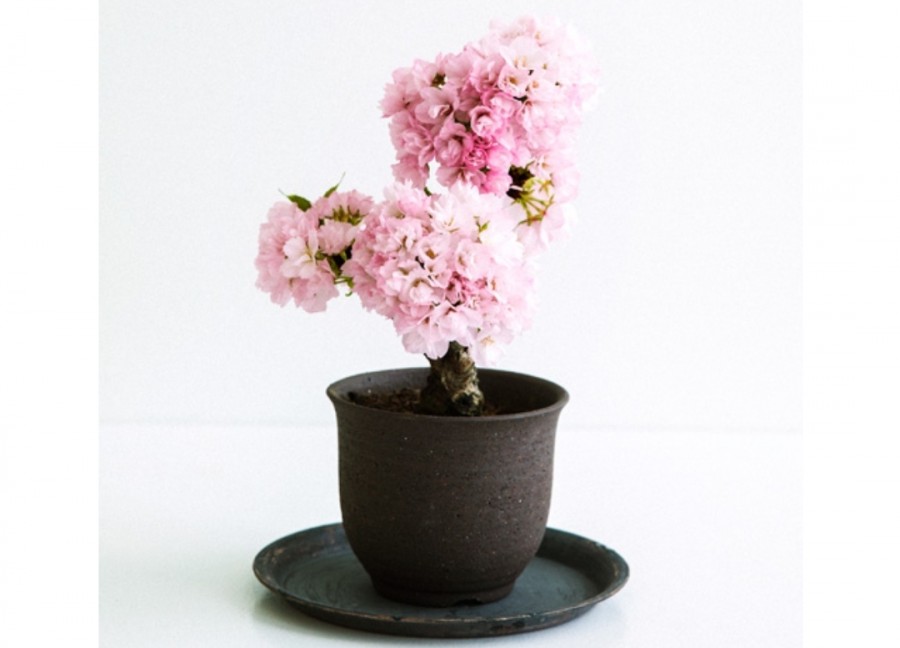 Maaari ng magkaroon ng potted mini sakura trees - Portal Japan