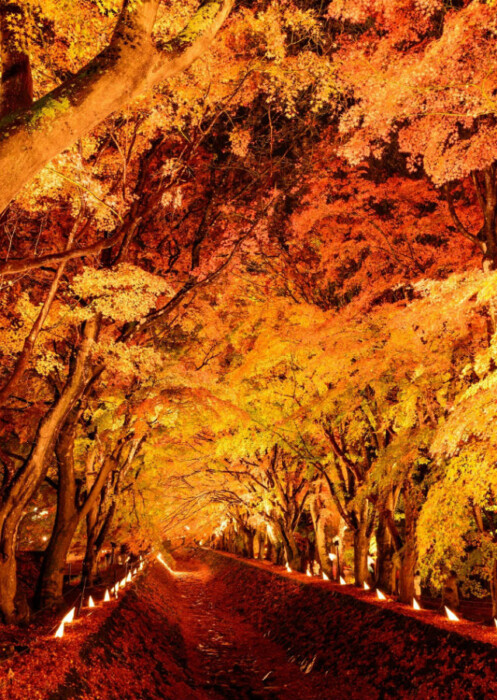 Taglagas sa Japan: Fujikawaguchiko autumn leaves festival - Portal Japan