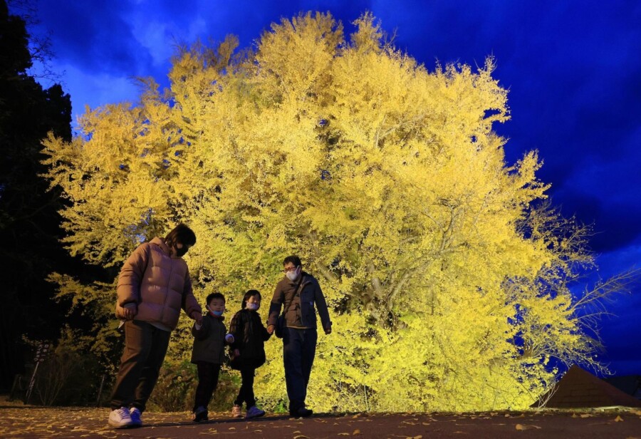 Ang pinakamalaking "Ginko tree" sa Japan - Portal Japan