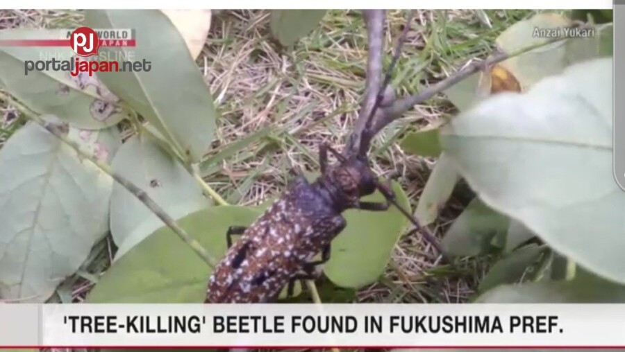 Isang exotic at harmful na insekto, natagpuan sa Prepektura ng ...