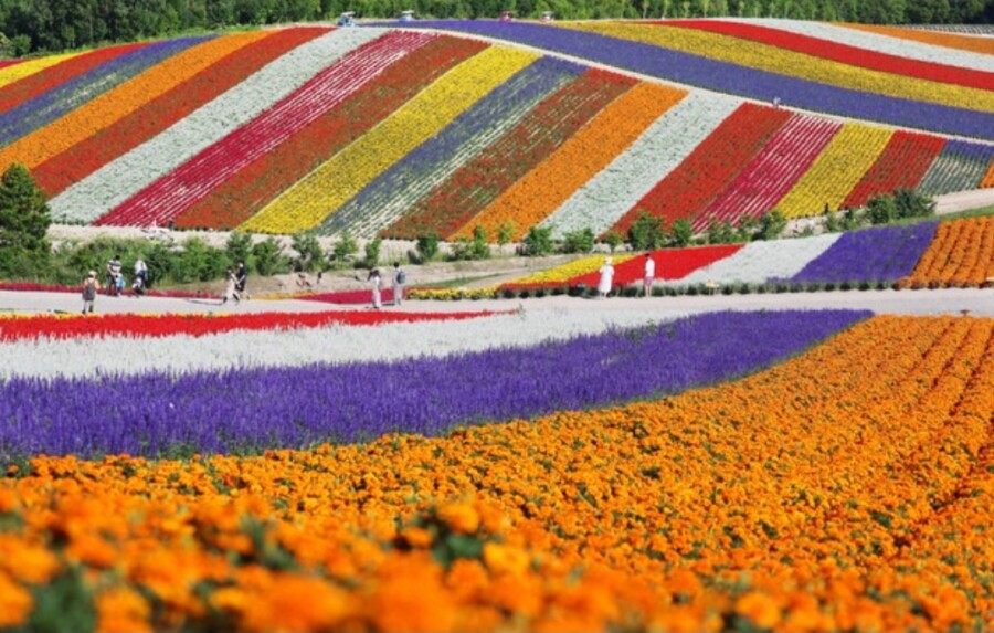 300,000 na bulaklak nagmistulang makulay na floral carpet sa Hokkaido ...