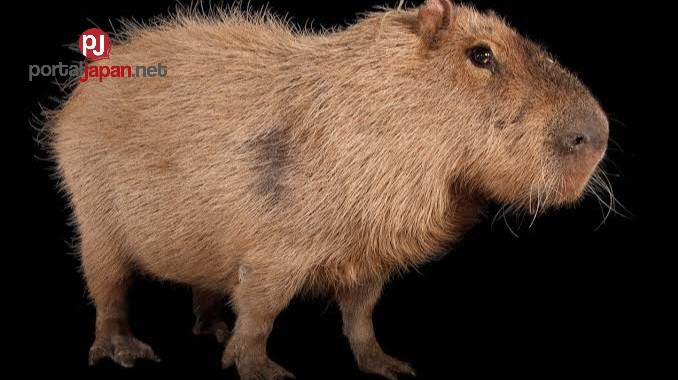 Kinagat ng Capybara ang dalawang bata sa wildlife park sa Gunma ...