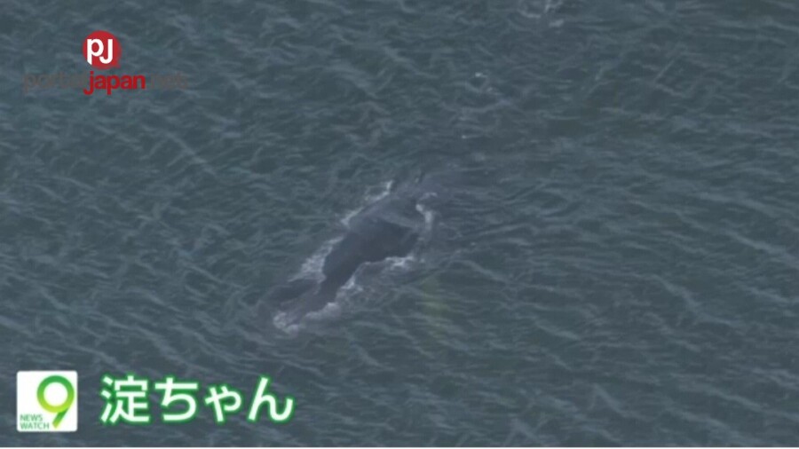 Balyena sa Osaka Bay, sa ikalawang araw - Portal Japan